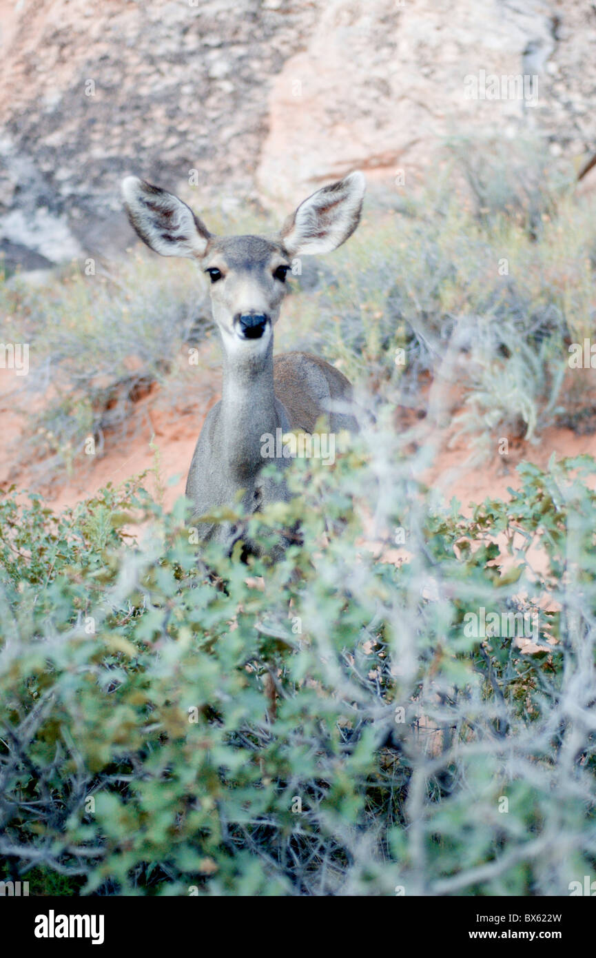 A Mule Deer doe stands alert with ears raised Stock Photo - Alamy