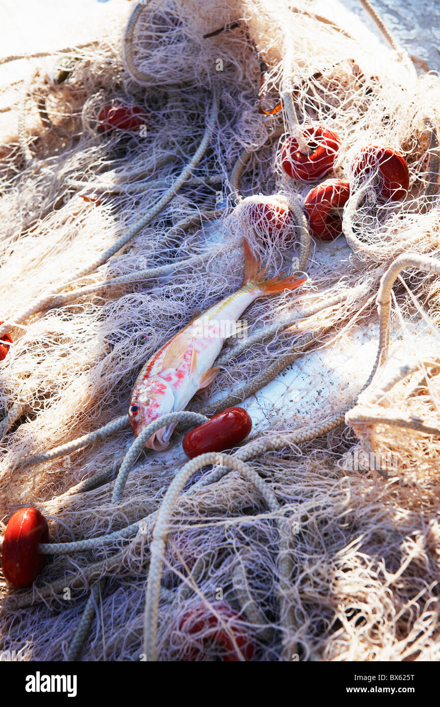 Angle fish fishing scales hi-res stock photography and images - Alamy