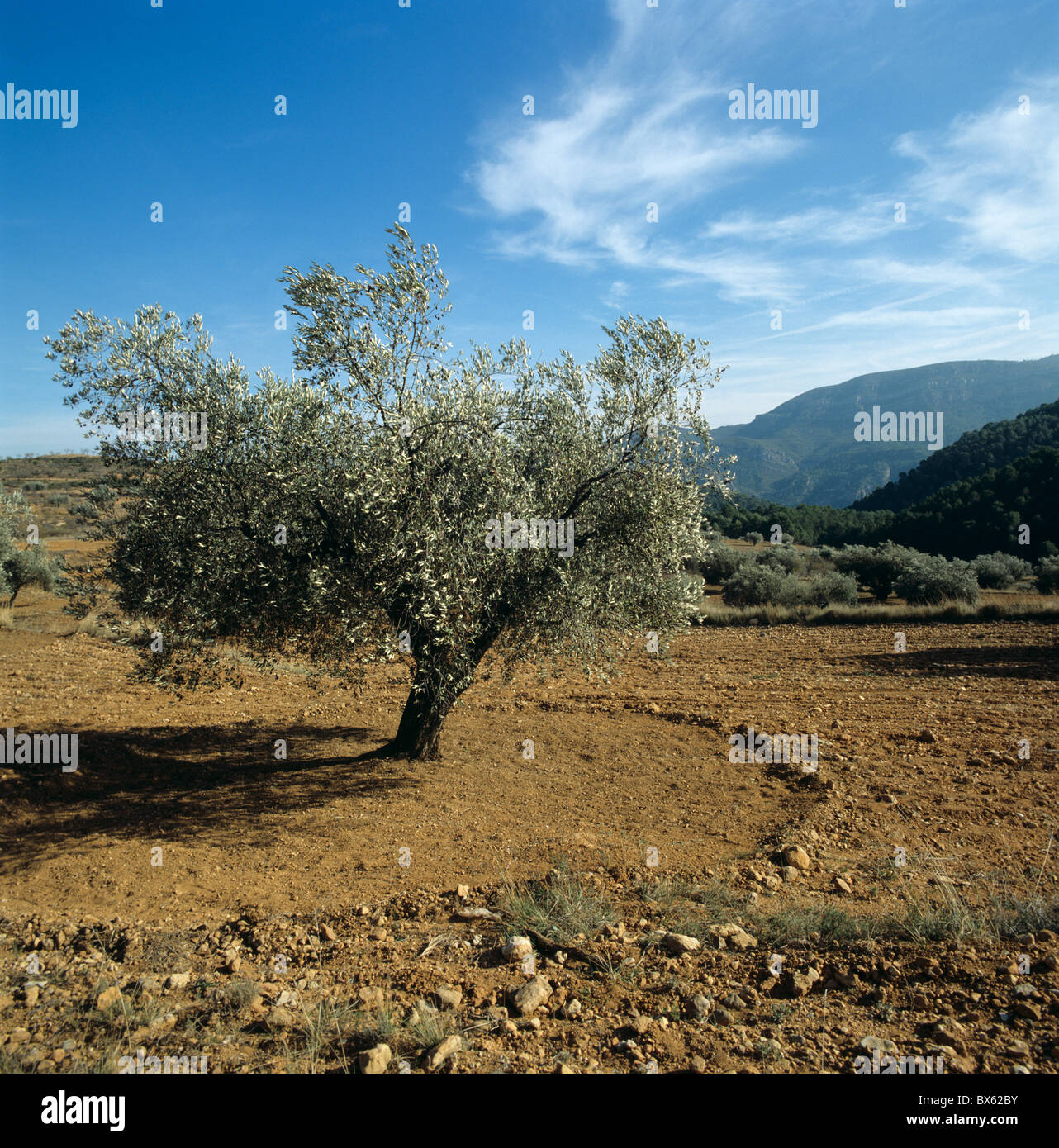 Olive Trees Spain Stock Photos & Olive Trees Spain Stock Images - Alamy