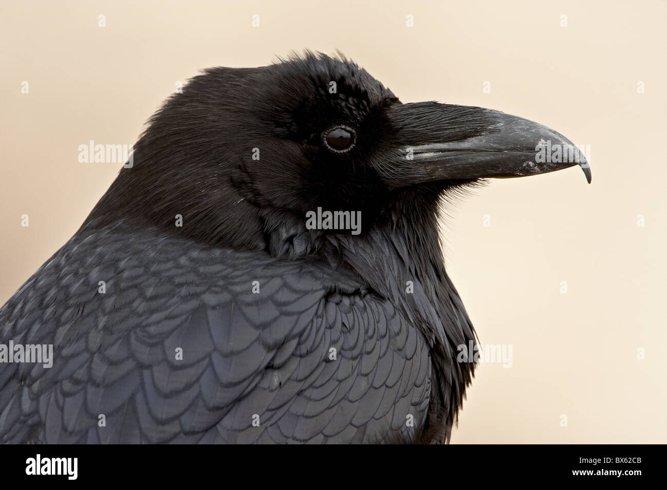Common raven (Corvus corax), Petrified Forest National Park, Arizona ...