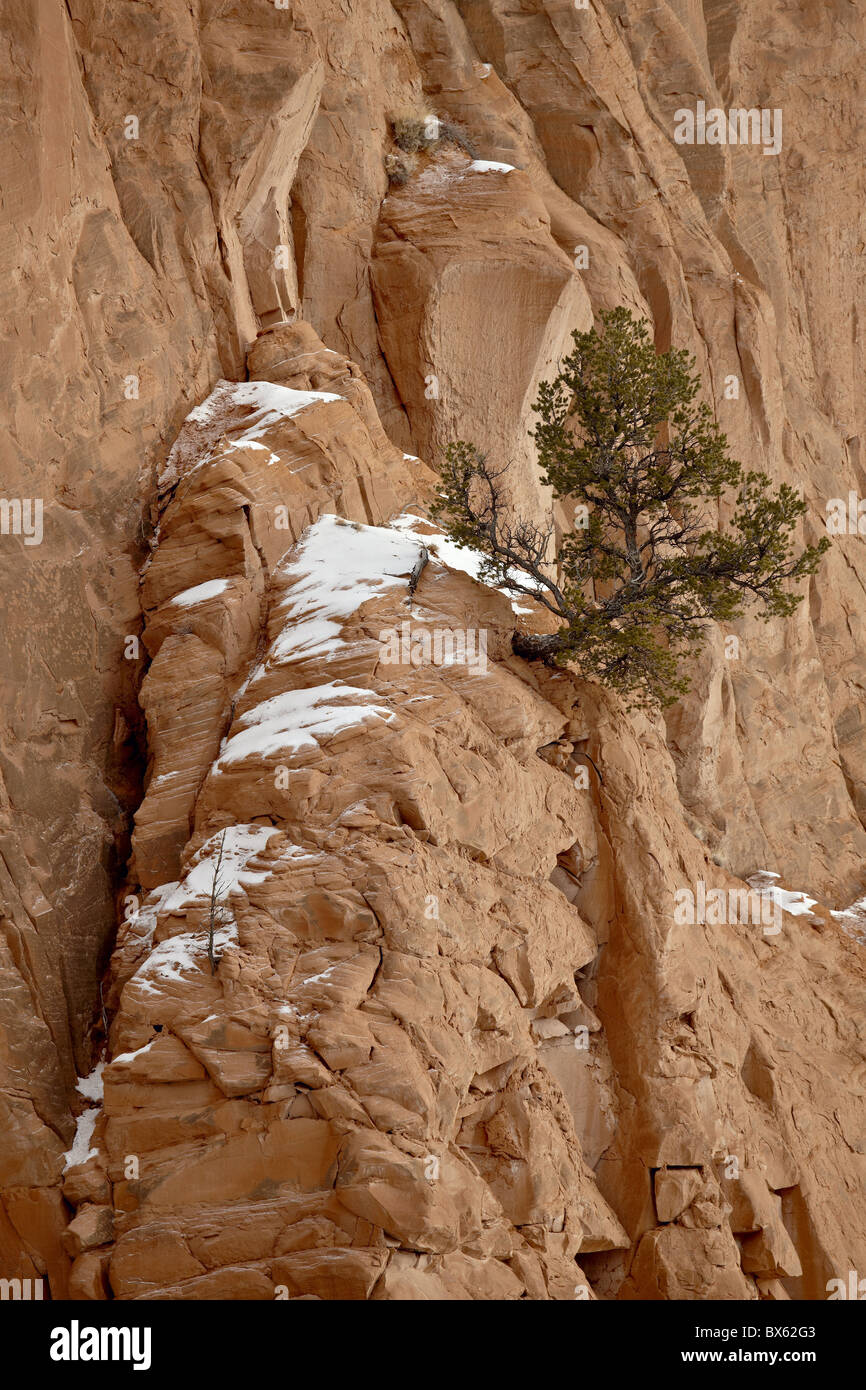 Lone pine on the side of a cliff near Echo Amphitheater, Carson ...