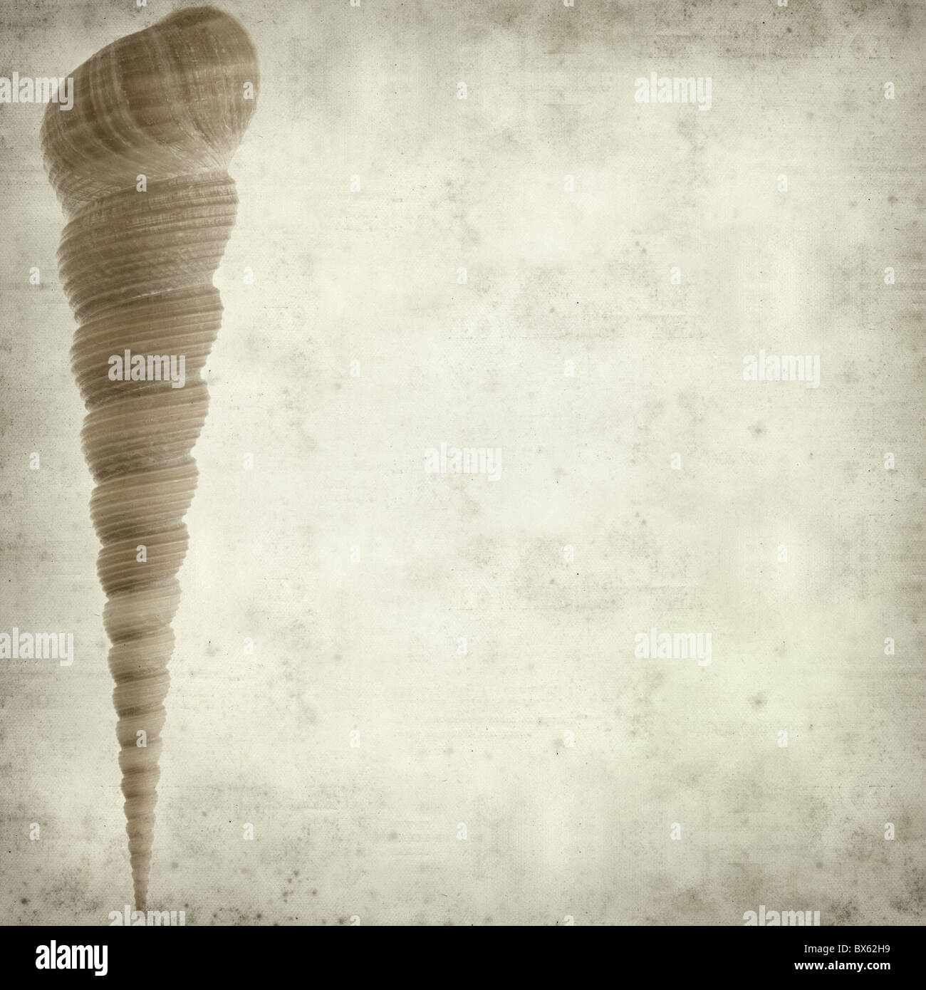 textured old paper background with beautiful turitella (tower screw ...