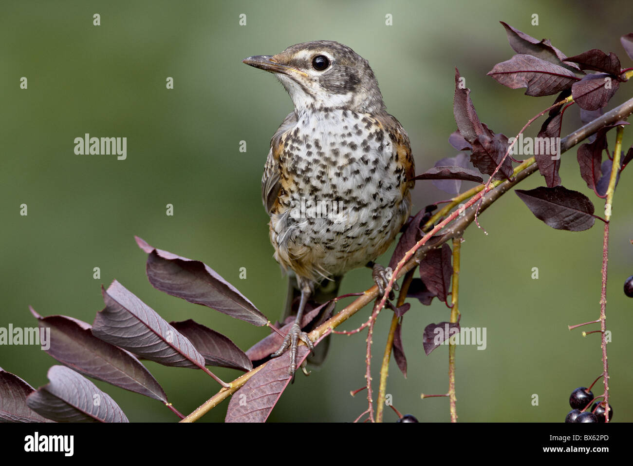 Immature American robin (Turdus migratorius), Columbus, Montana, United ...