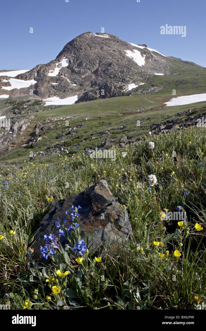 American national forest hi-res stock photography and images - Alamy
