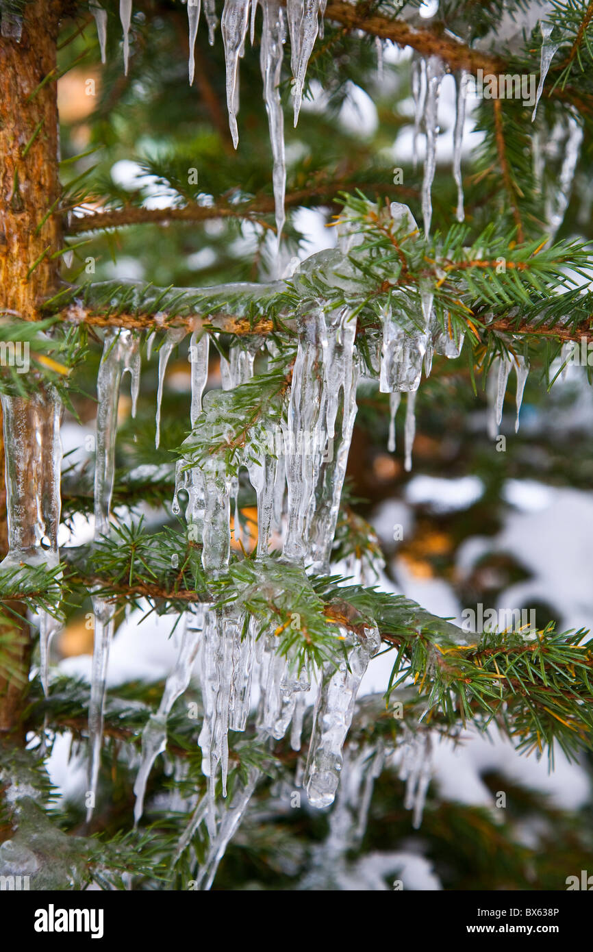 Fir tree covered in icicles Stock Photo - Alamy