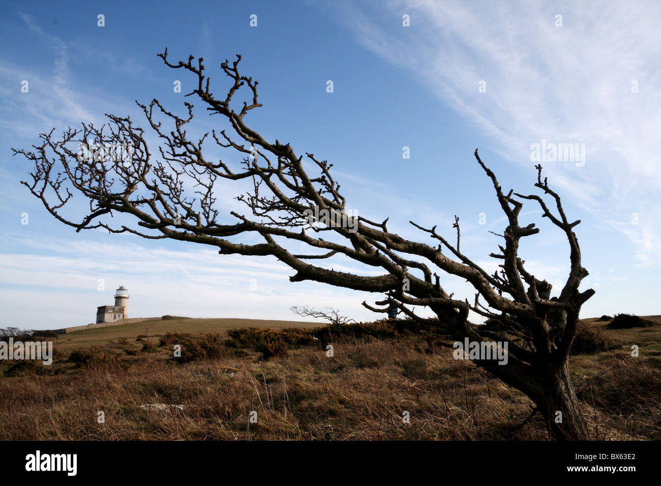 Windswept tree hi-res stock photography and images - Alamy