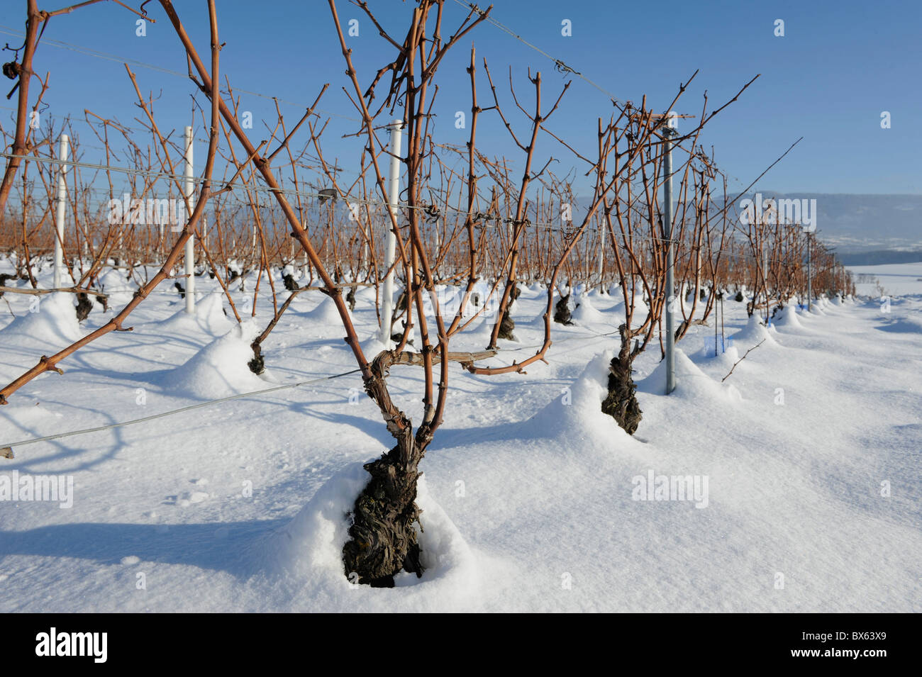 Grapevines under the snow in winter Stock Photo - Alamy
