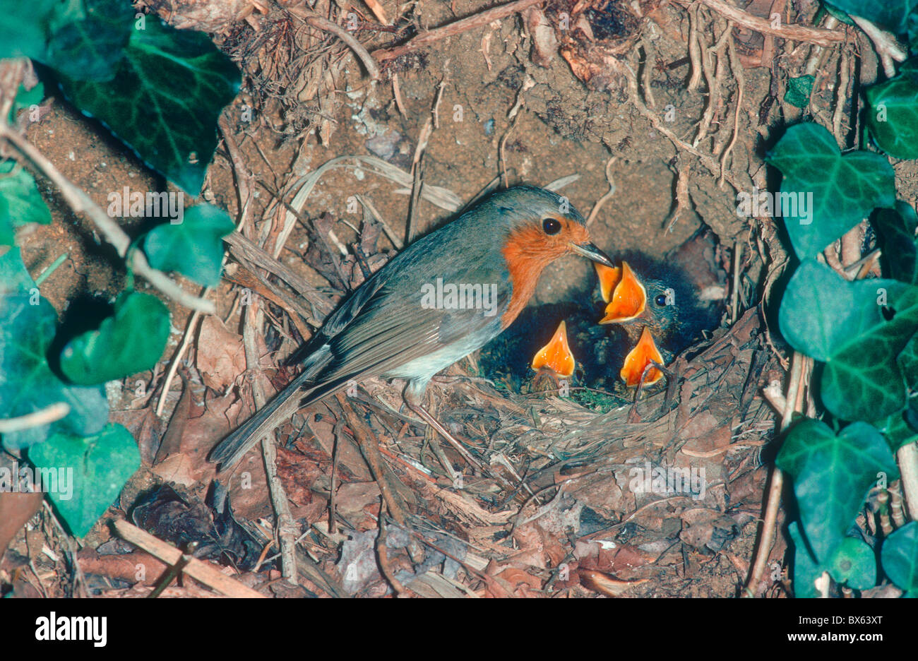 European Robin (Erithacus rubecula) Adult at nest with chicks demanding ...