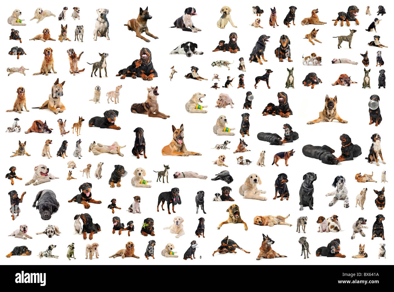 composite picture with purebred dogs in a white background Stock Photo ...