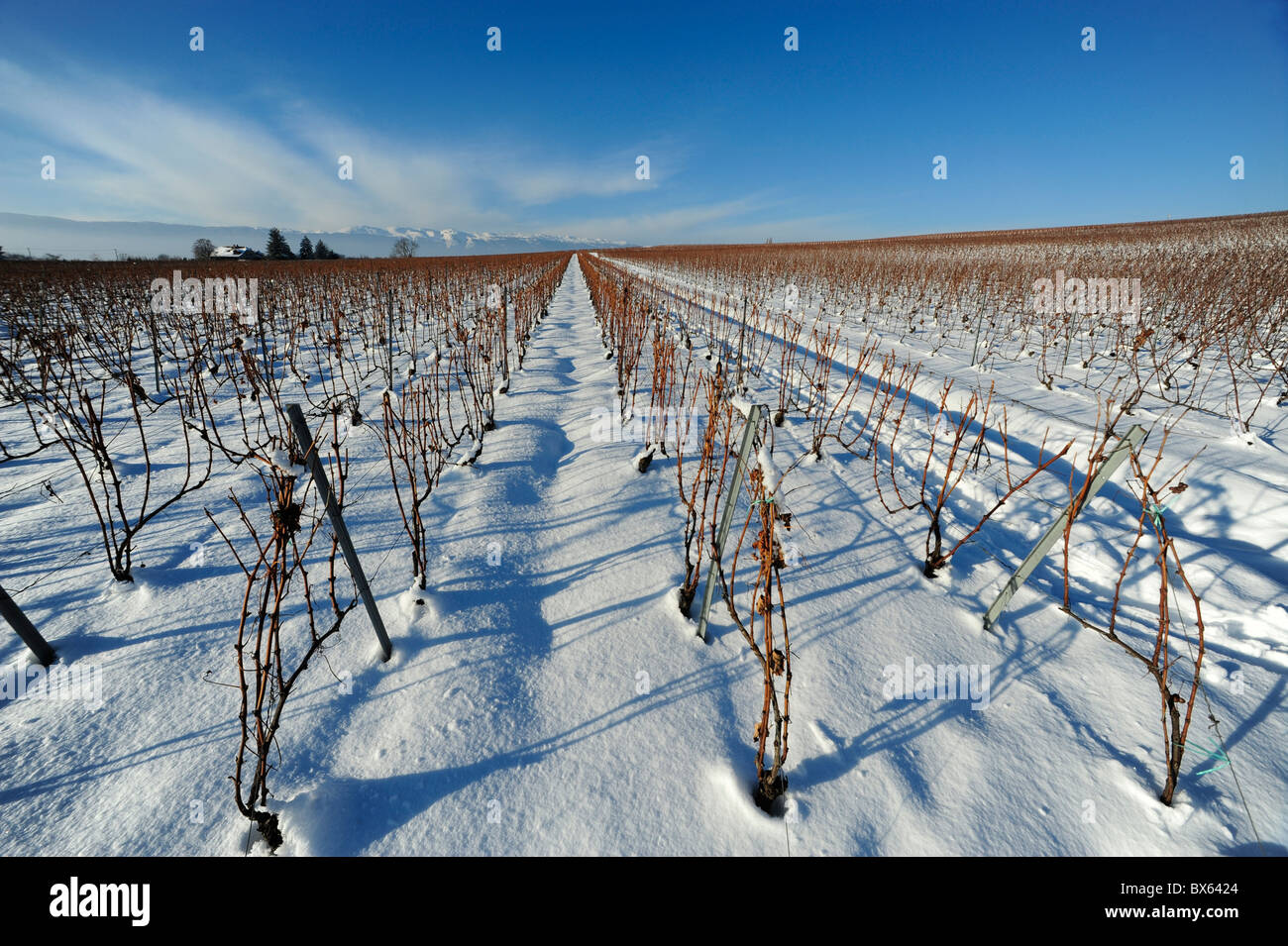 Vineyards grapevine hi-res stock photography and images - Alamy