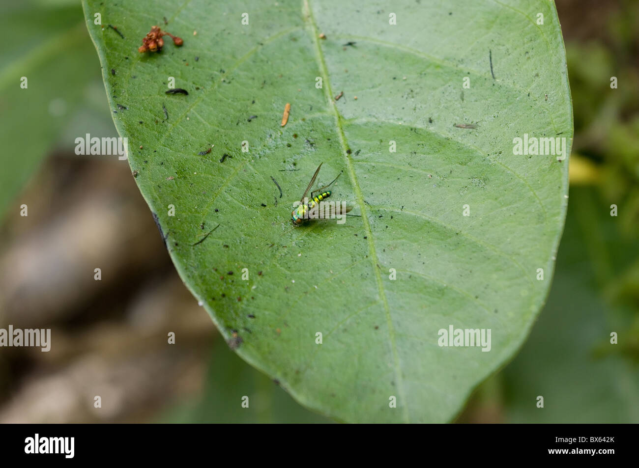 Rainbow fly over a leaf Stock Photo - Alamy