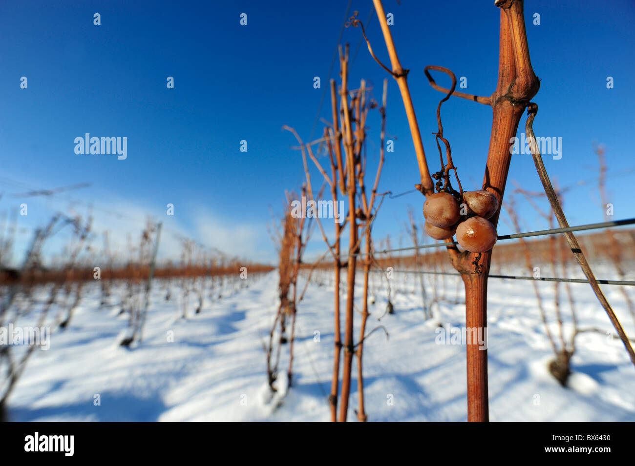 Grape vine in the snow hi-res stock photography and images - Alamy