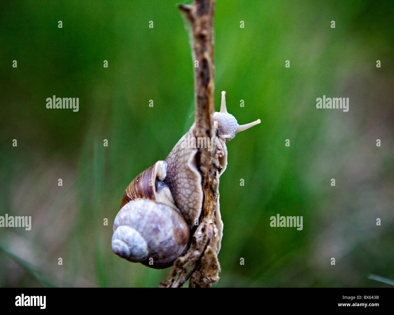 Helix pomatia common names the Burgundy snail Roman snail edible snail ...