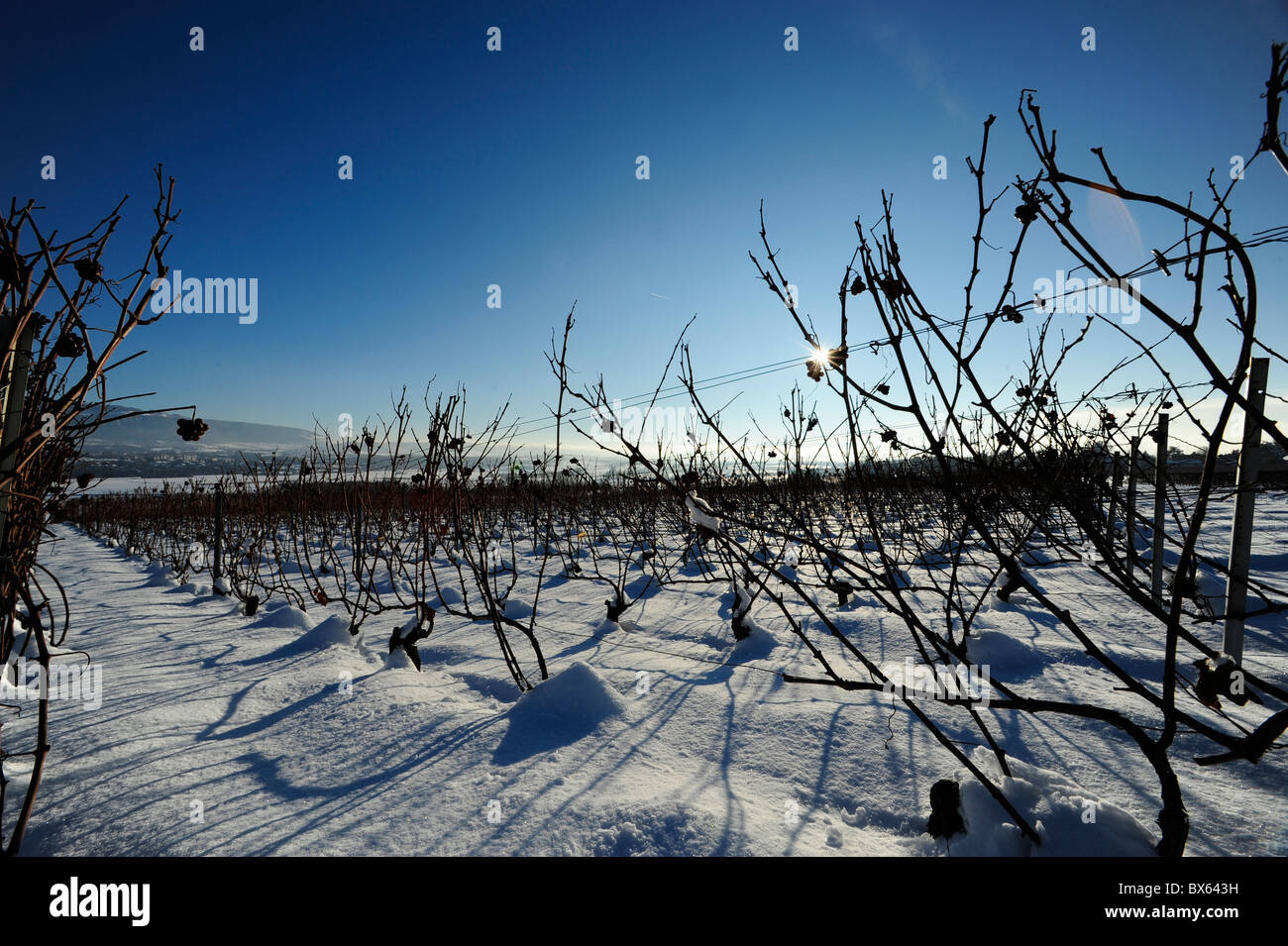 Grapevines under the snow in winter Stock Photo - Alamy