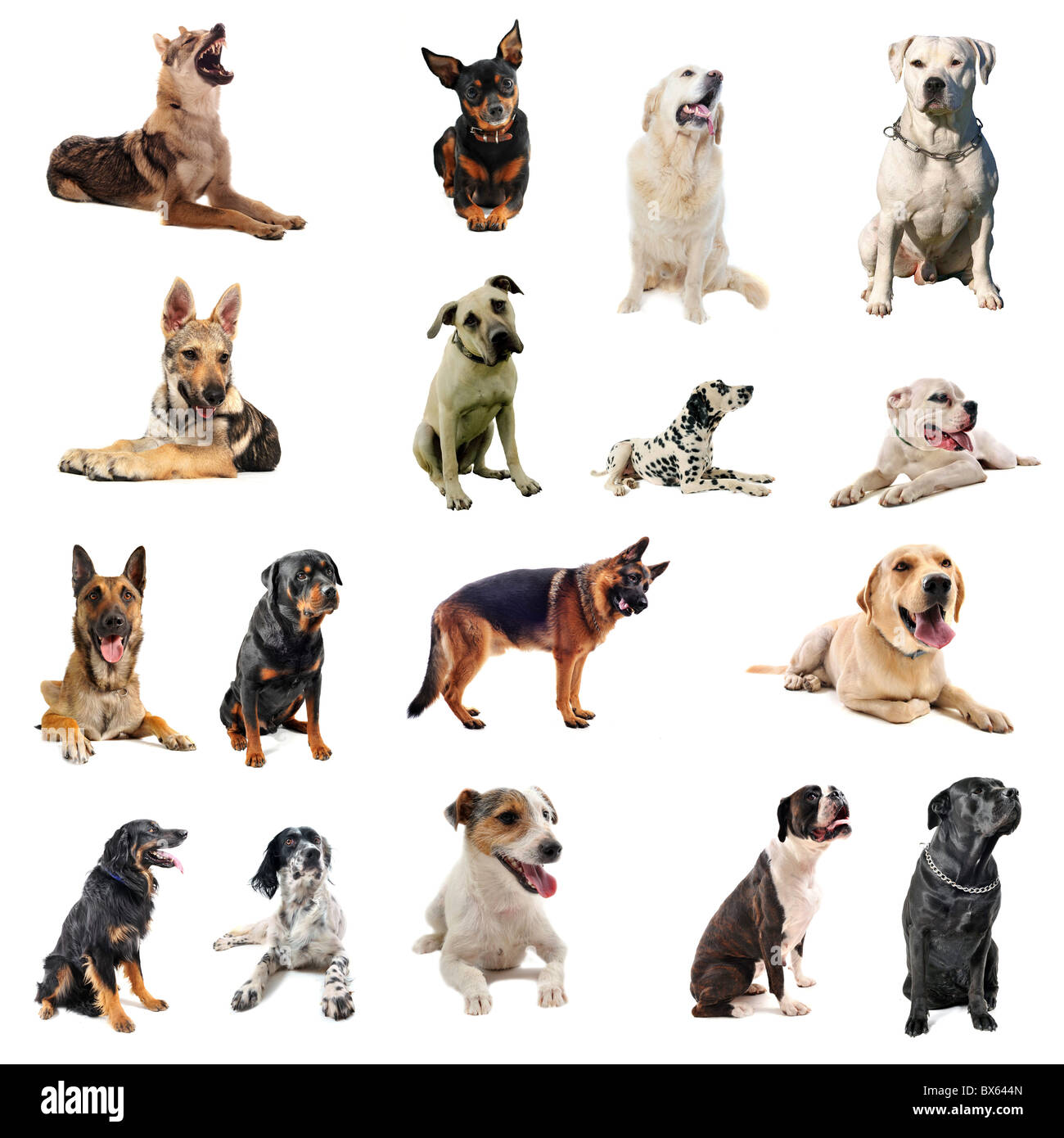 composite picture with purebred dogs in a white background Stock Photo ...