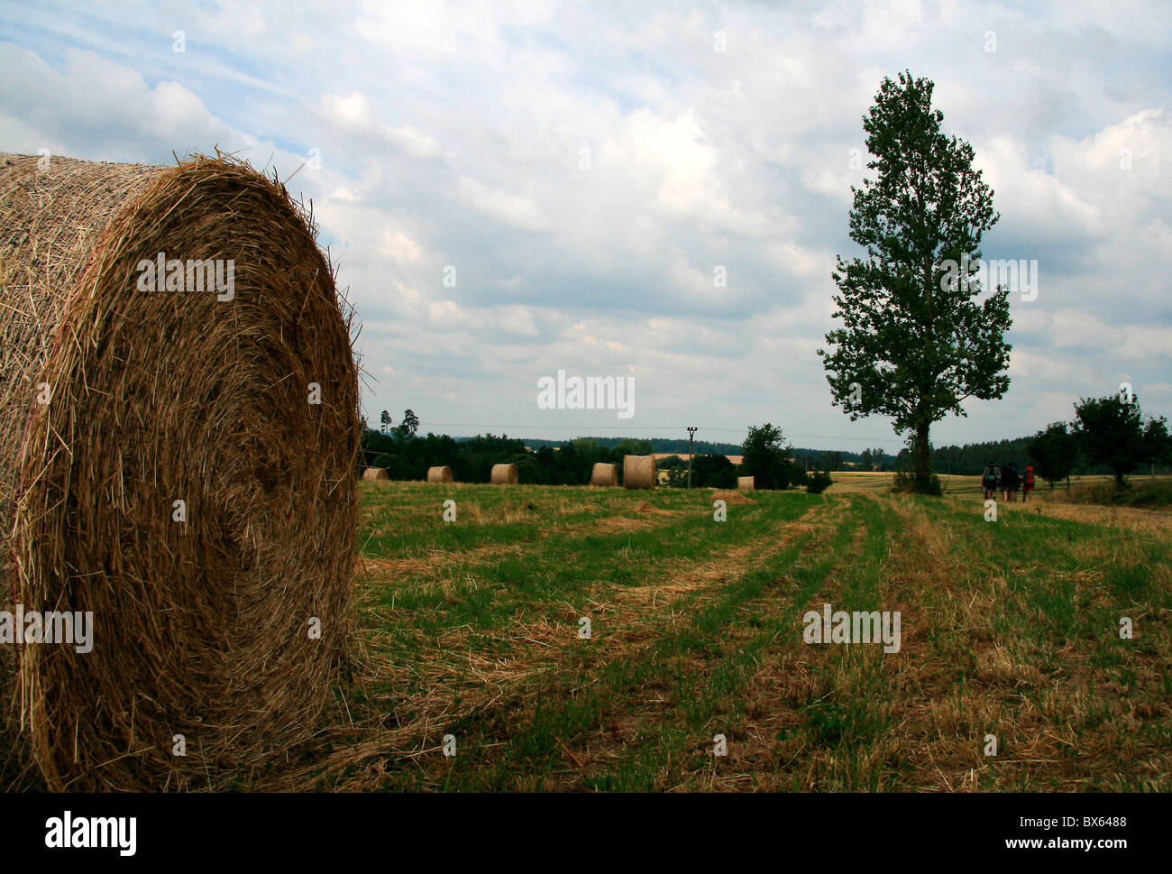bale, pack, straw, reels, hay, hays, haulm, corn, cereals, field ...