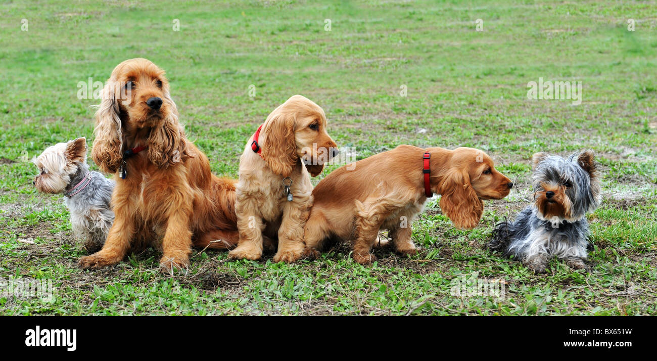 Five dogs together hi-res stock photography and images - Alamy