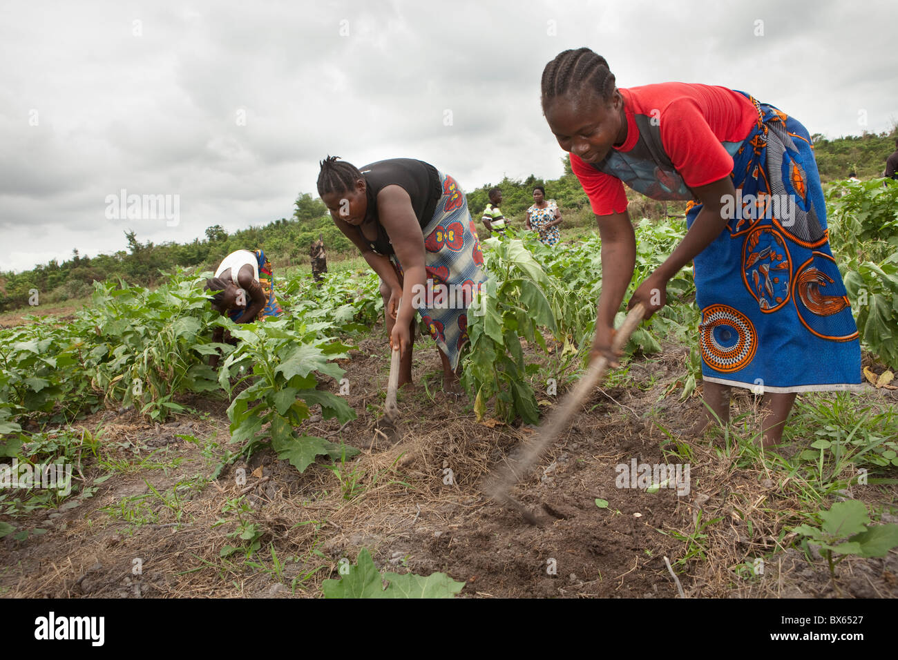 Farmers work in a vegetable field in Kakata, Liberia, West Africa Stock ...