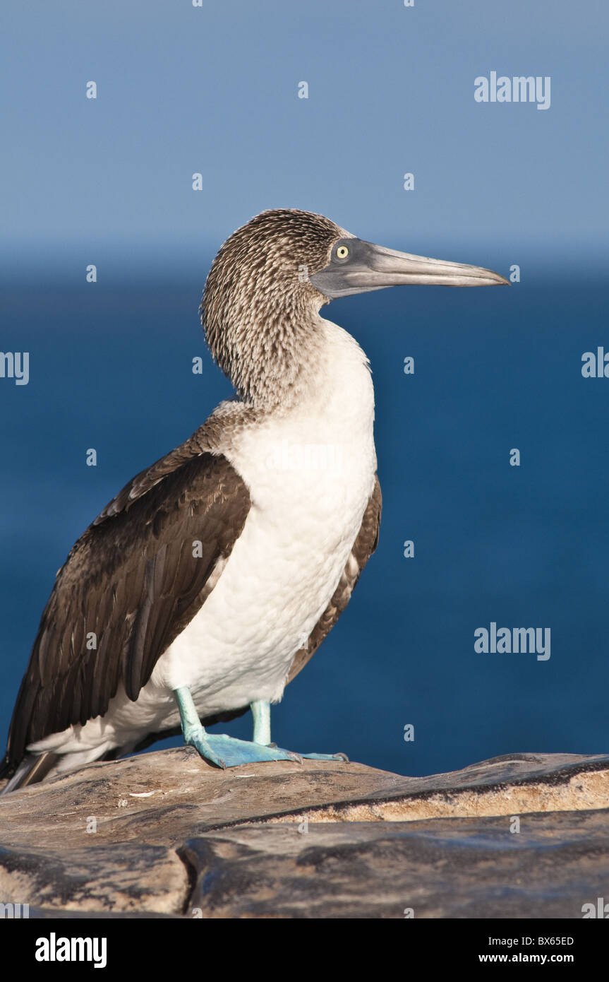 Blue footed booby Isla Lobos off Isla San Cristoba, Islas Plaza ...
