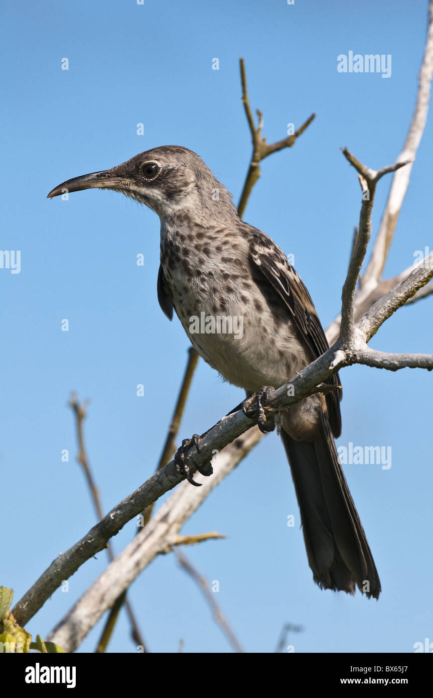 Hood mockingbird (Nesomimus macdonaldi), Suarez Point, Isla Espanola ...