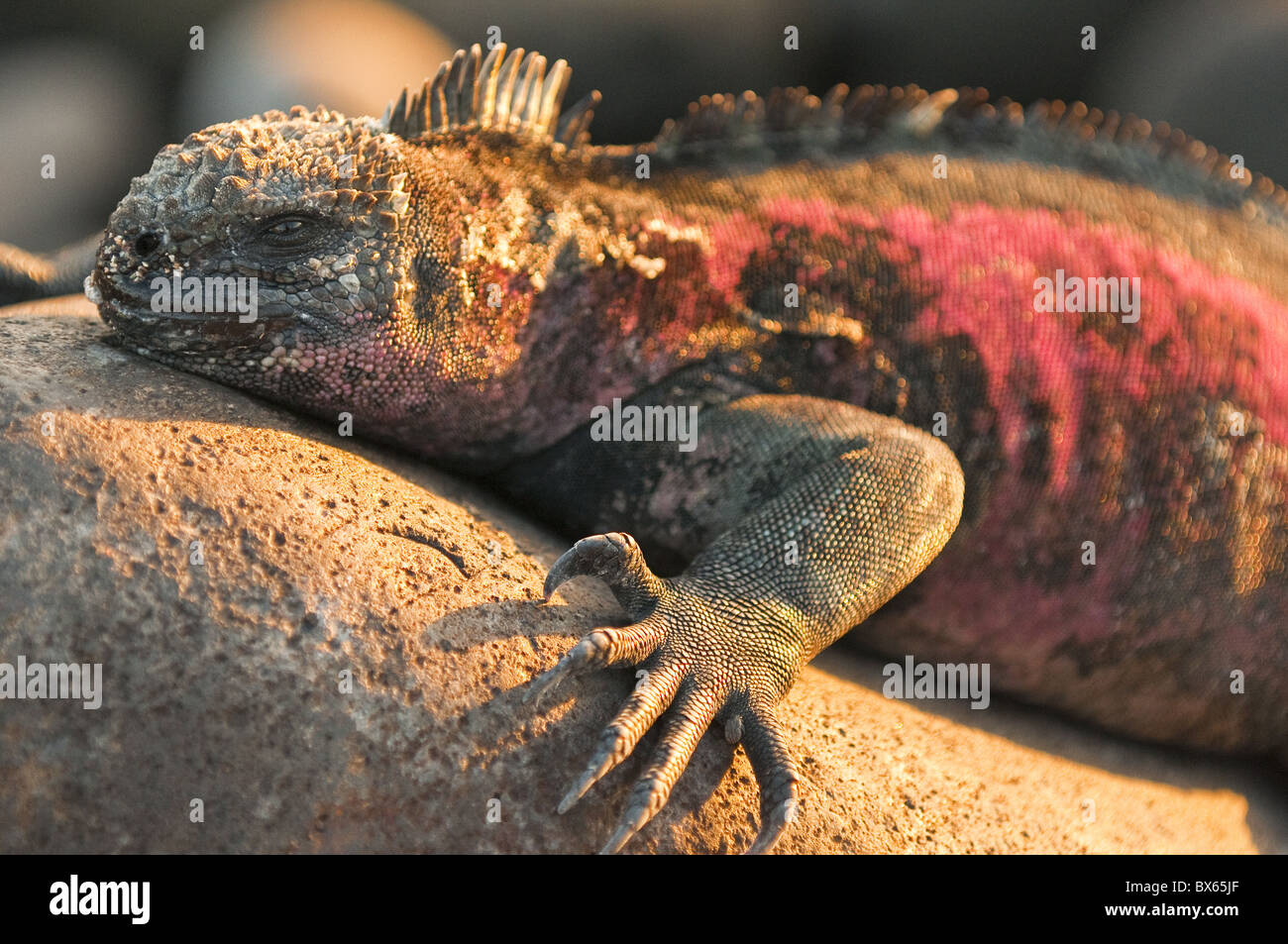 Marine iguana (Amblyrhynchus cristatus), Suarez Point, Isla Espanola ...