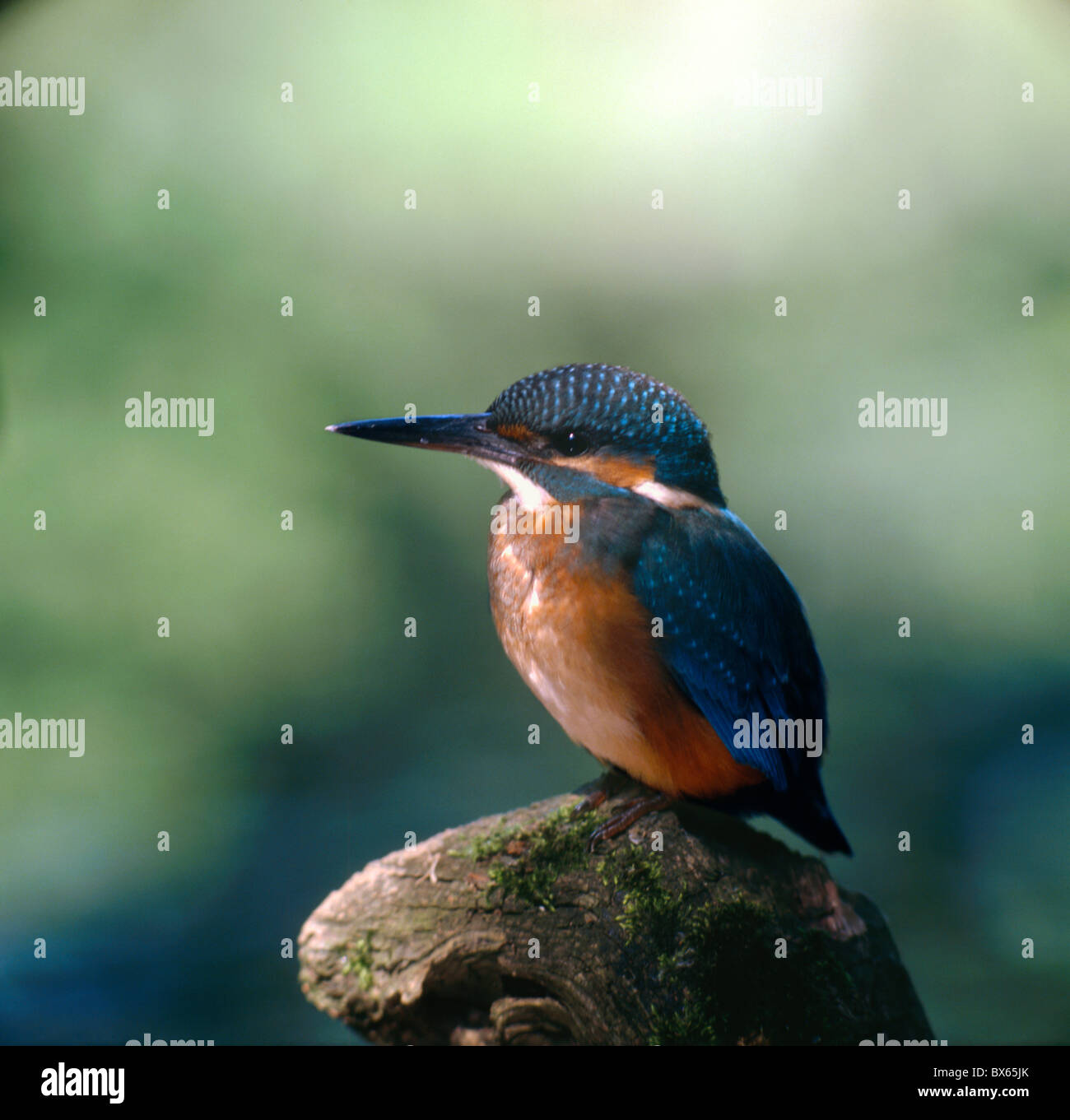 Common Kingfisher. (CTK Photo/Jan Halady Stock Photo - Alamy