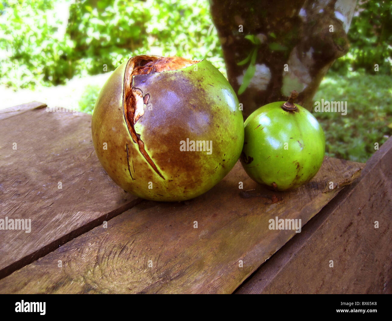 passiflora edilus passion fruit green rotten spoiled fruit Stock Photo ...