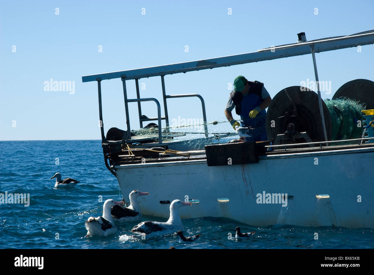 Wandering Albatros waiting for fishing rests, Wanderalbatros wartet auf ...