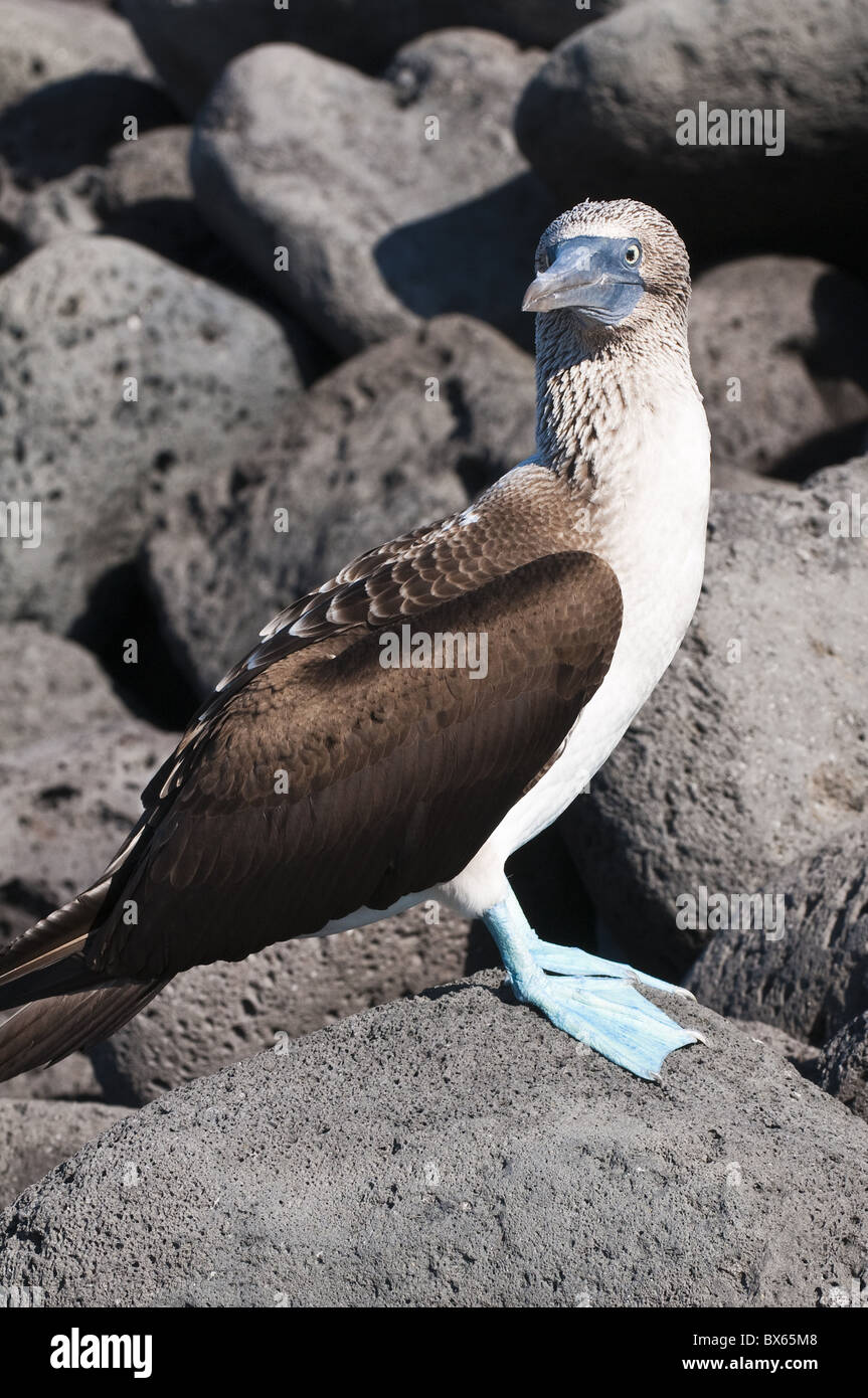 Blue footed booby, Isla Lobos off Isla San Cristobal, Galapagos Islands ...
