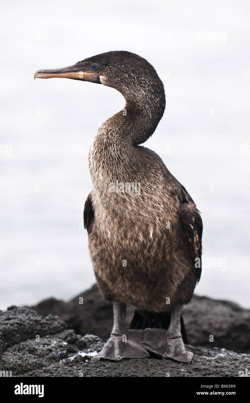 Flightless cormorant, Espinosa Point, Isla Fernandina, Galapagos ...