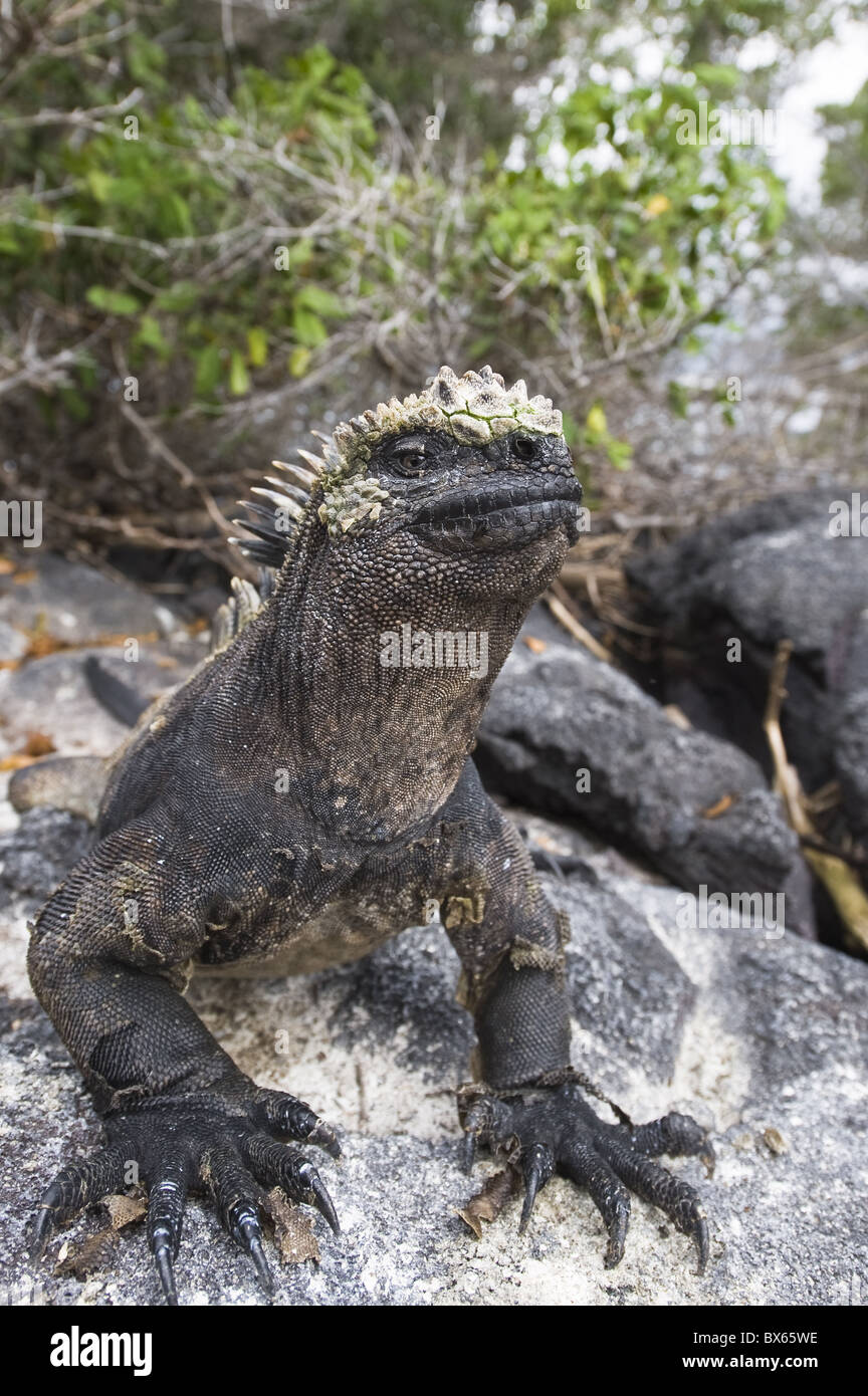 Isla fernandina hi-res stock photography and images - Alamy