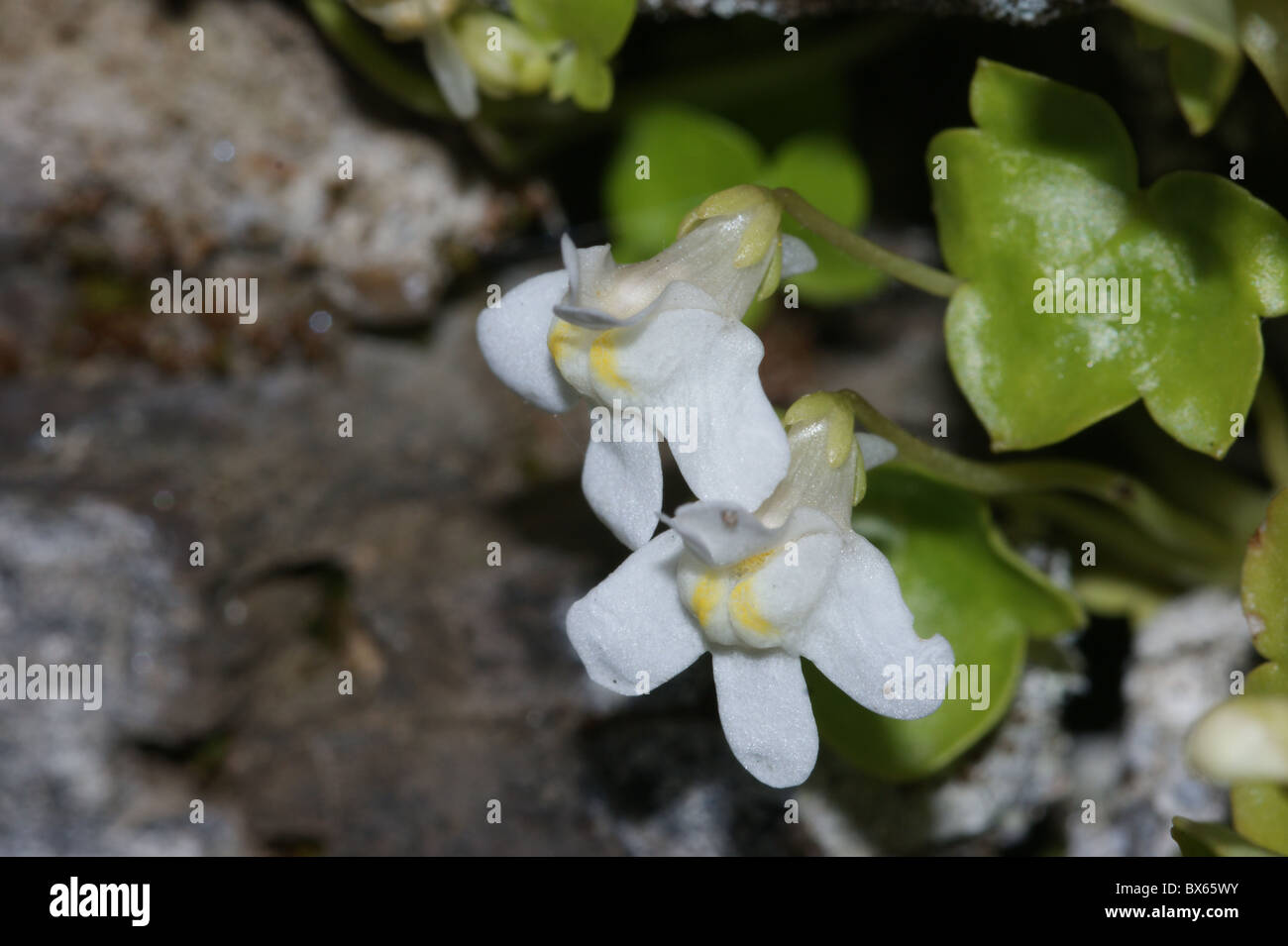Cymbalaria muralis Ivy-leaved Toadflax (White form Stock Photo - Alamy
