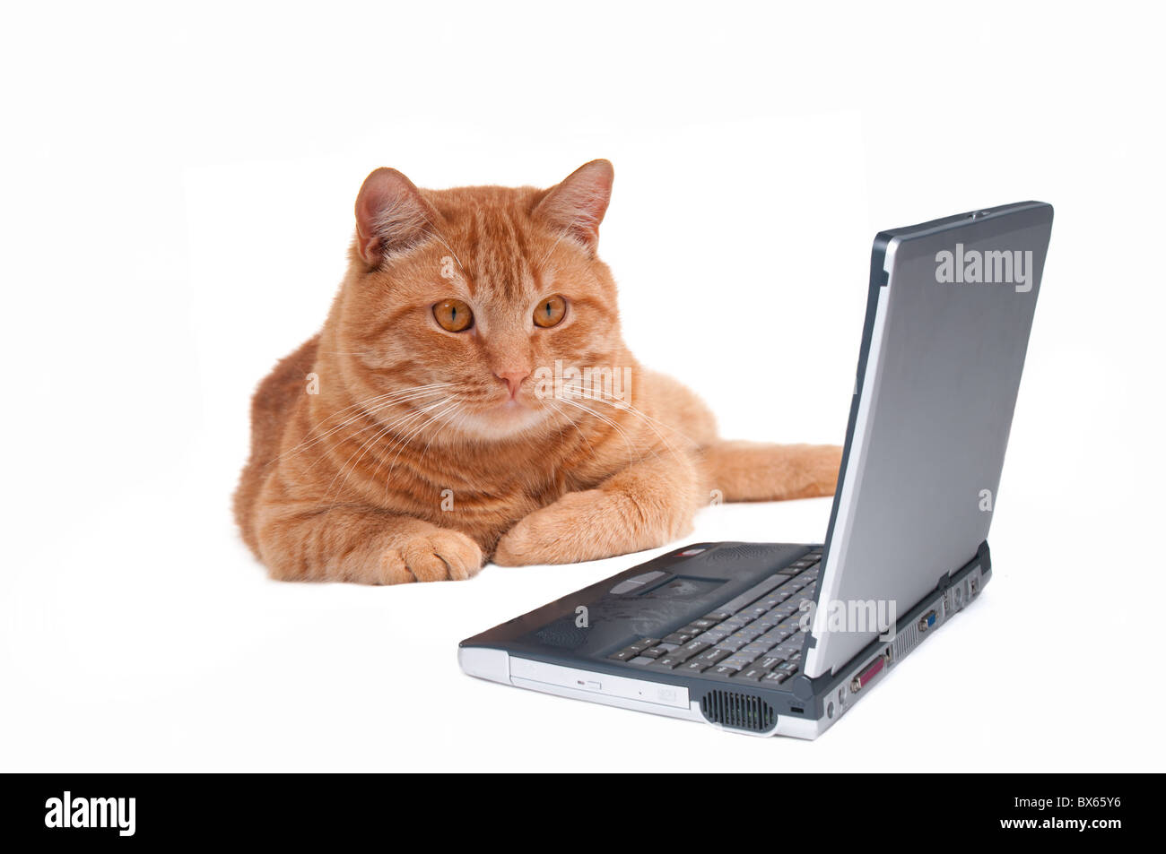 Clever cat hi-res stock photography and images - Alamy