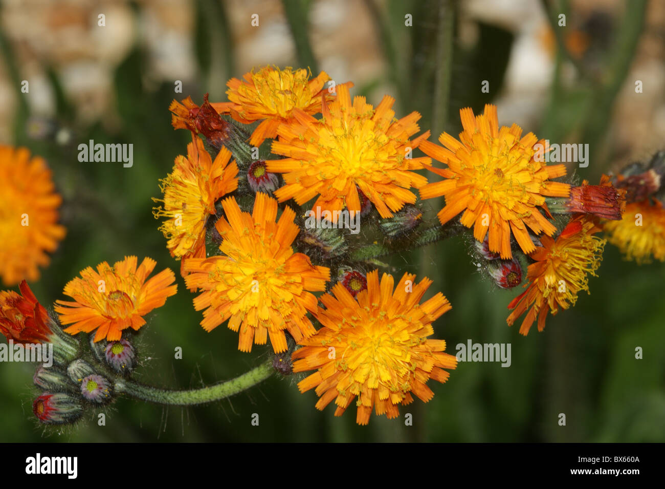 Fox-and-cubs Pilosella aurantiaca Stock Photo - Alamy