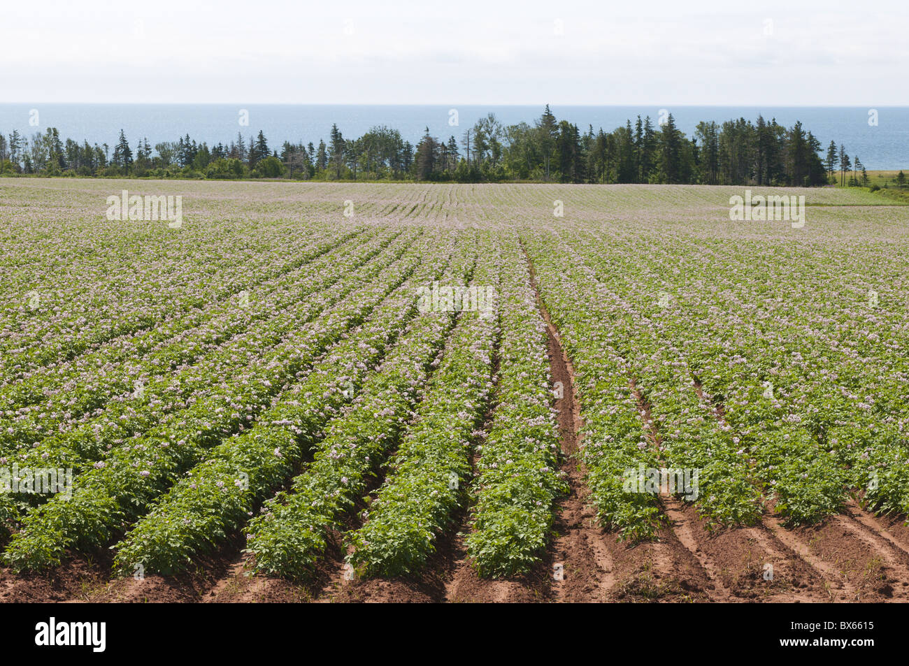 Potato fields hi-res stock photography and images - Alamy