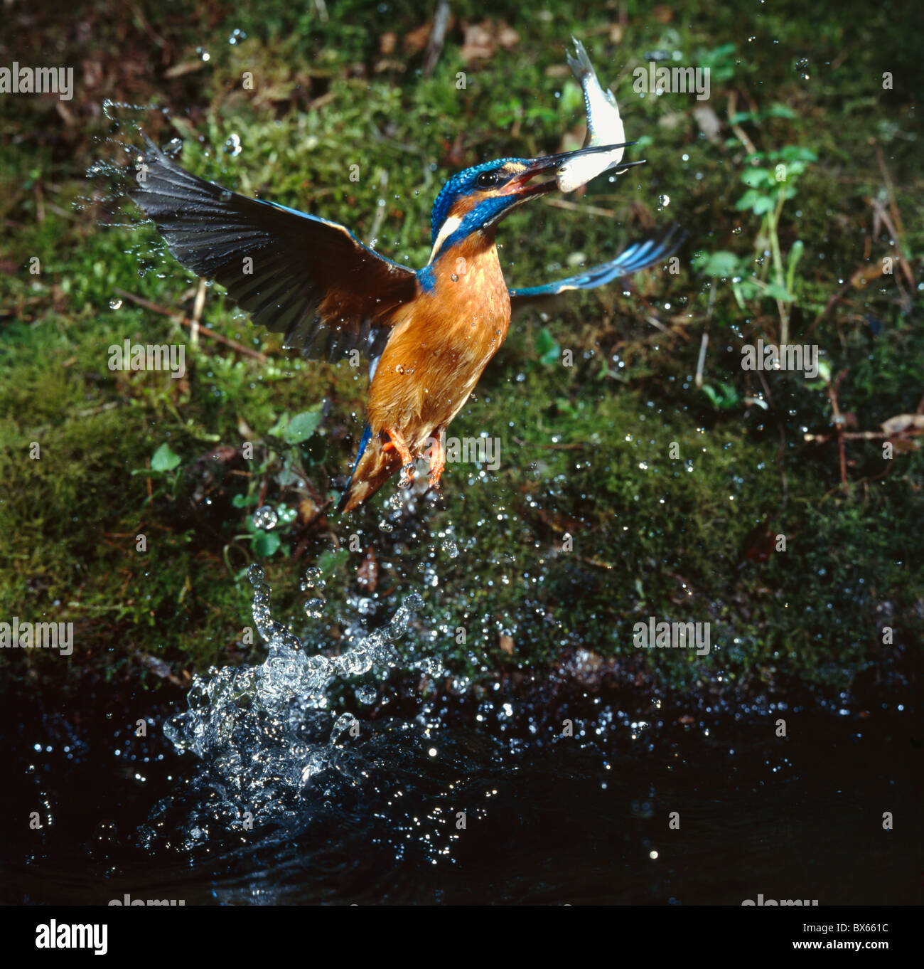 Common Kingfisher.(CTK Photo/Jan Halady Stock Photo - Alamy