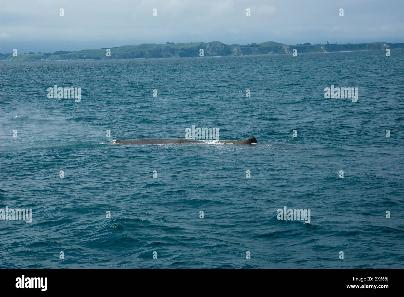 Abtauchender Pottwal, Sperm Whale diving Stock Photo - Alamy
