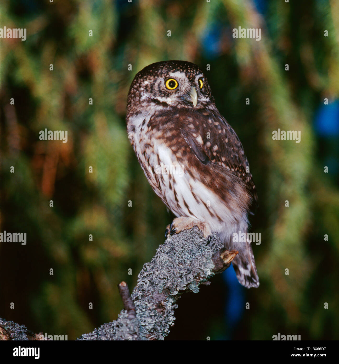 Eurasian Pygmy Owl. (CTK Photo/Jan Halady Stock Photo - Alamy
