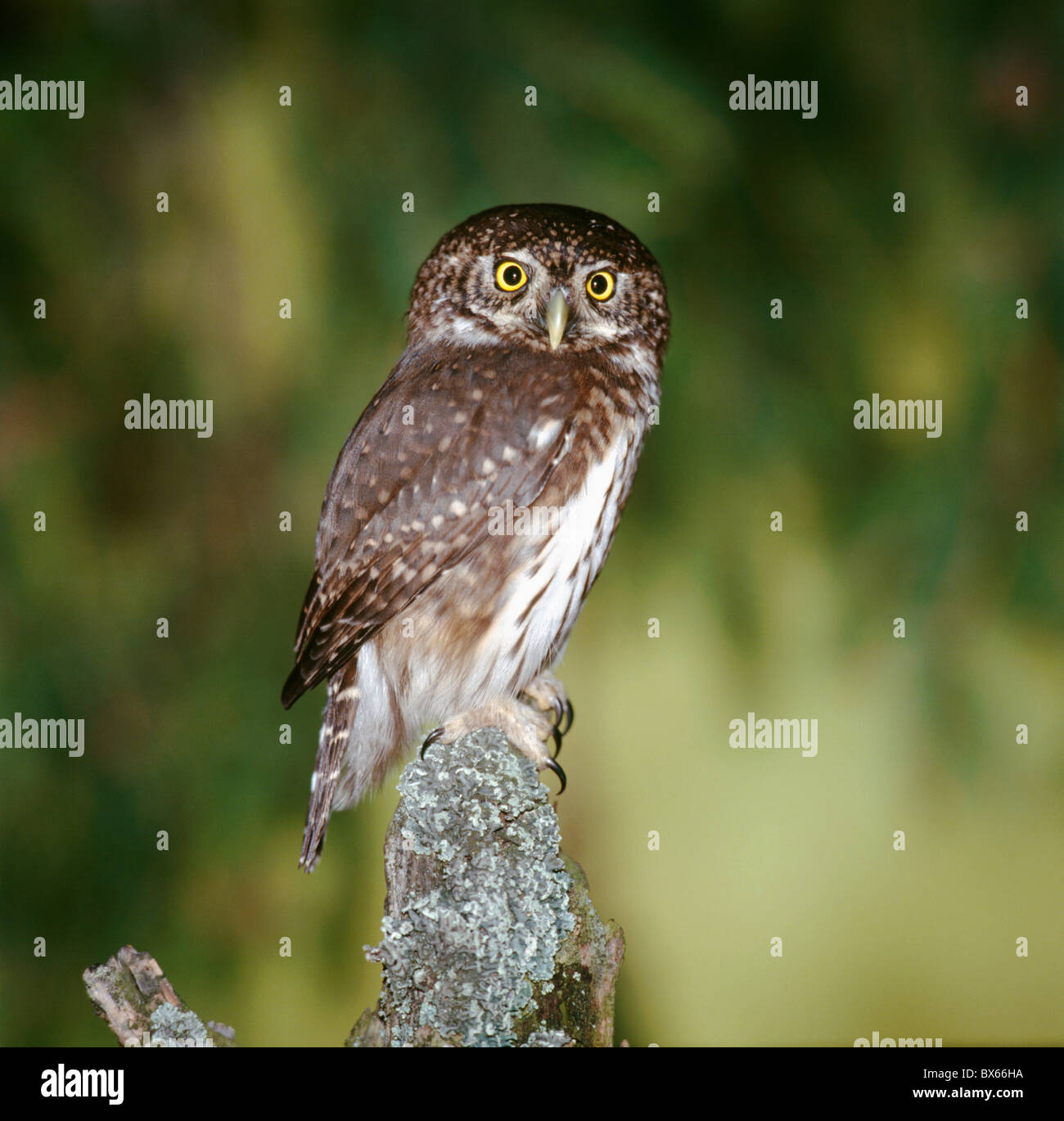 Eurasian Pygmy Owl. (CTK Photo/Jan Halady Stock Photo - Alamy