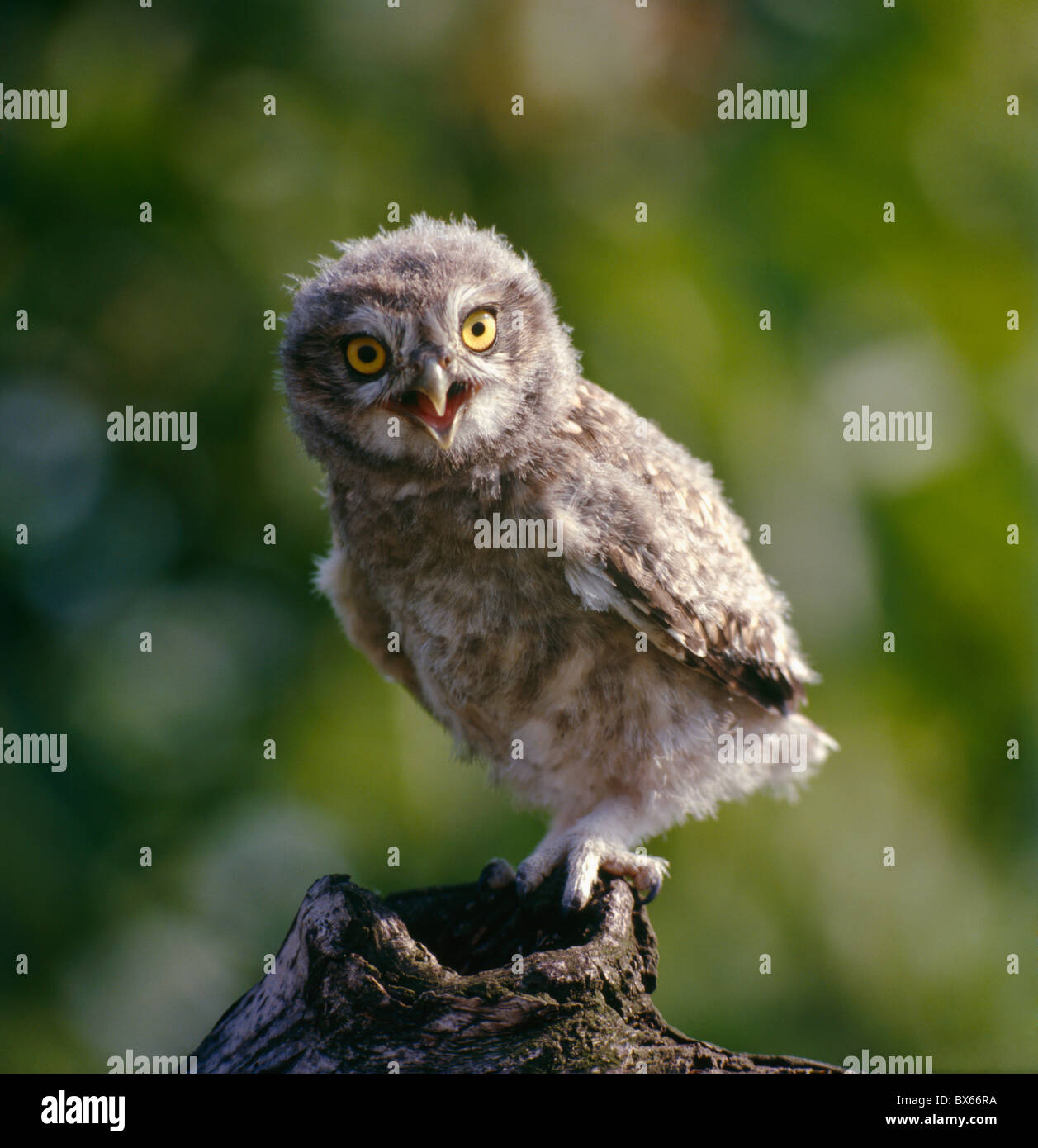 Long-eared Owl. (CTK Photo/Jan Halady Stock Photo - Alamy