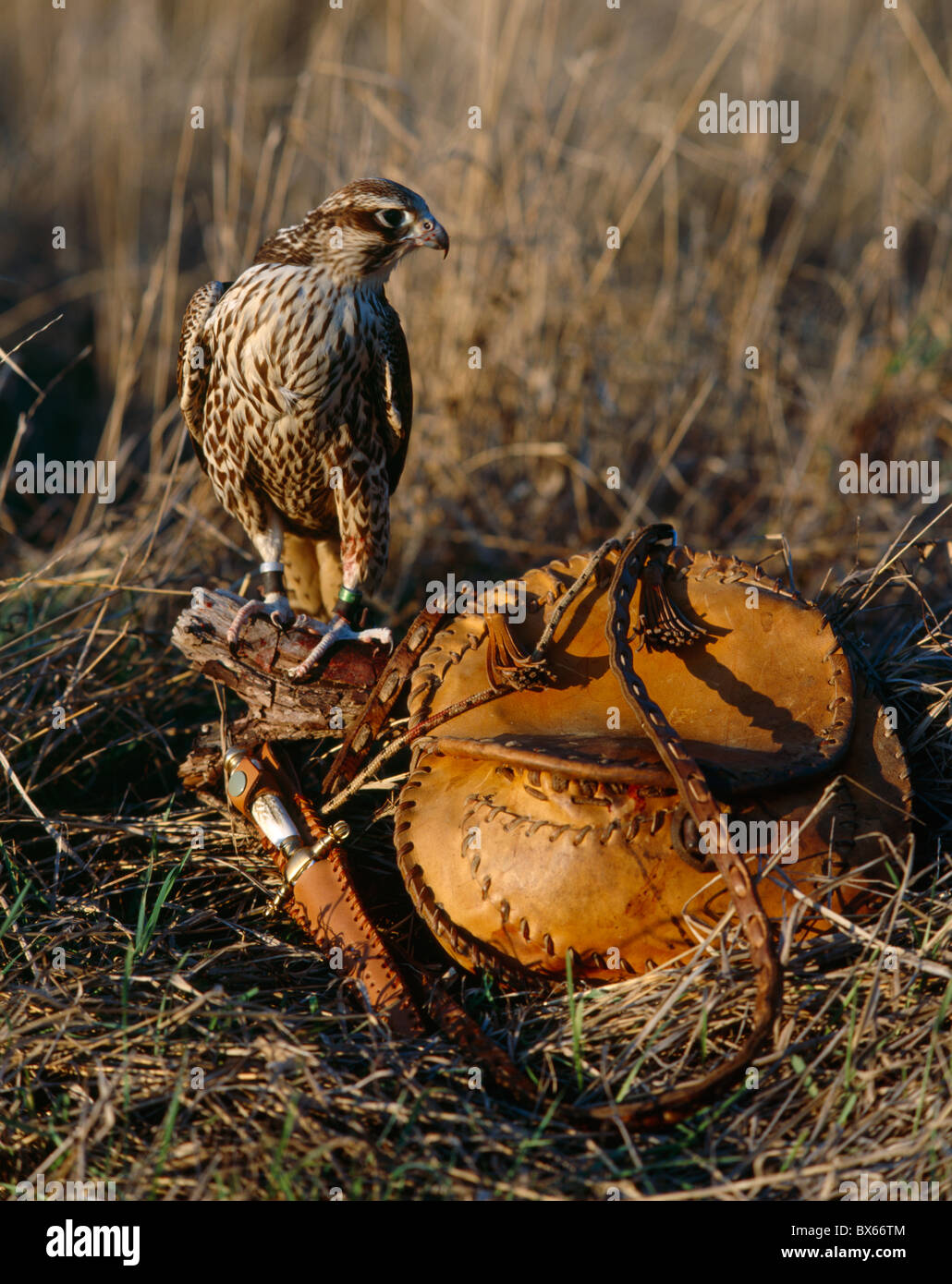 Saker Falcon. (CTK Photo/Jan Halady Stock Photo - Alamy