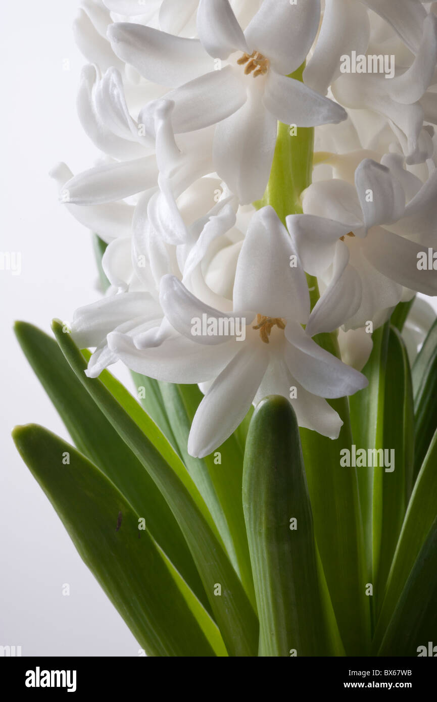 white hyacinth on white background Stock Photo - Alamy