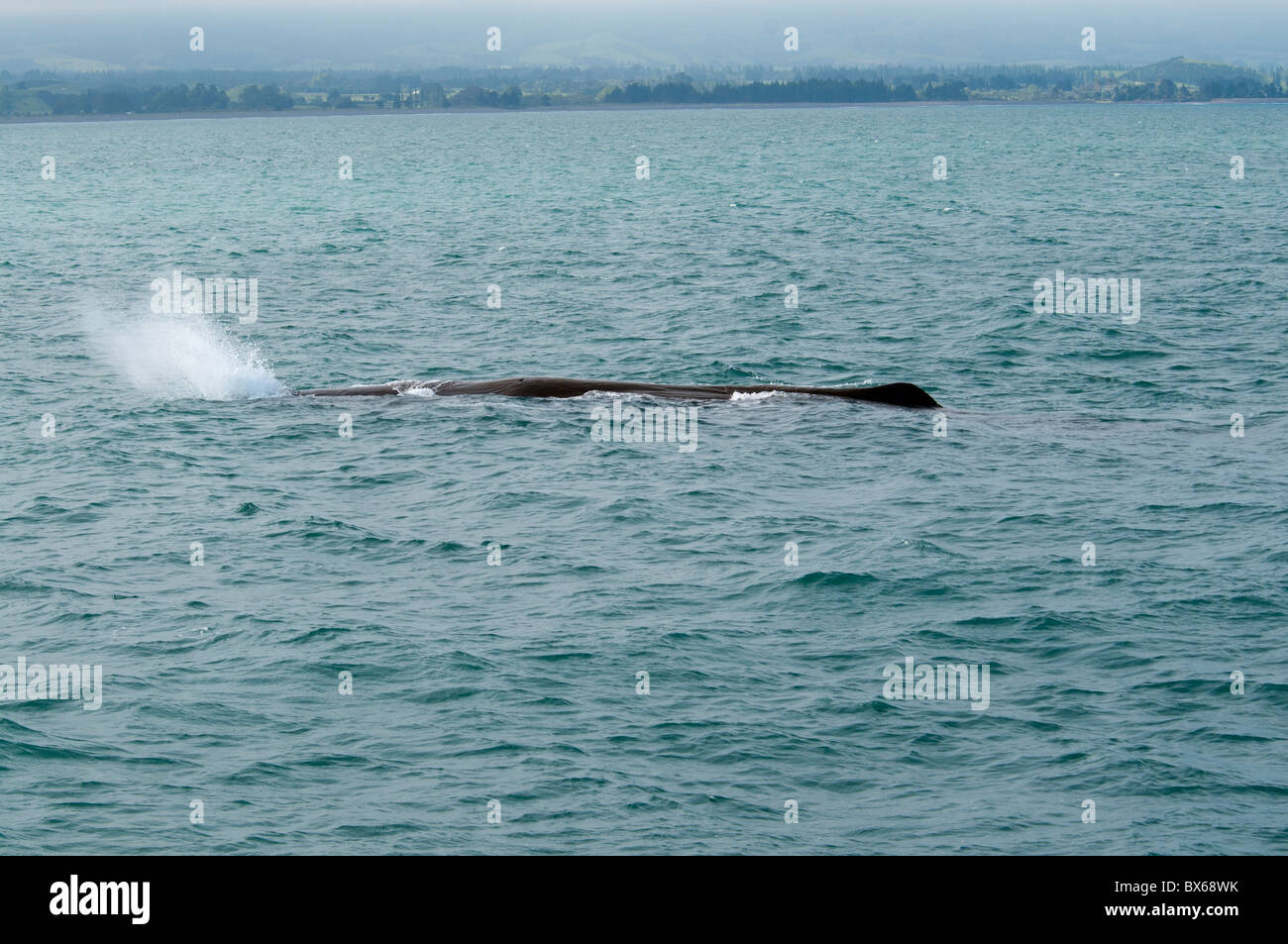 Pottwal pottwal hi-res stock photography and images - Alamy