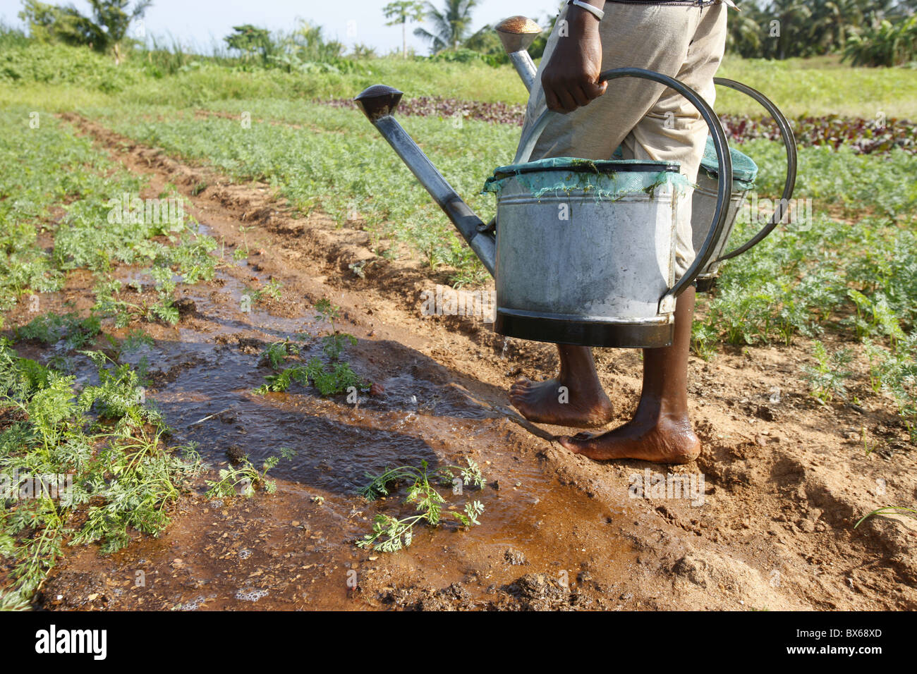 Farmer with watering can, near Lome, Togo, West Africa, Africa Stock ...