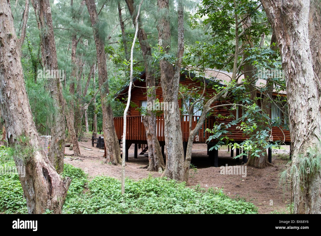 Log cabins the dune forest of Cape Vidal, The iSimangaliso Wetland Park ...