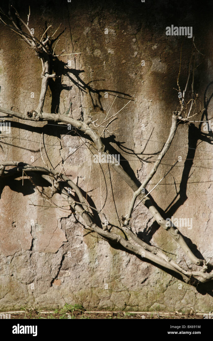 one plant tree against old wall in garden Stock Photo - Alamy