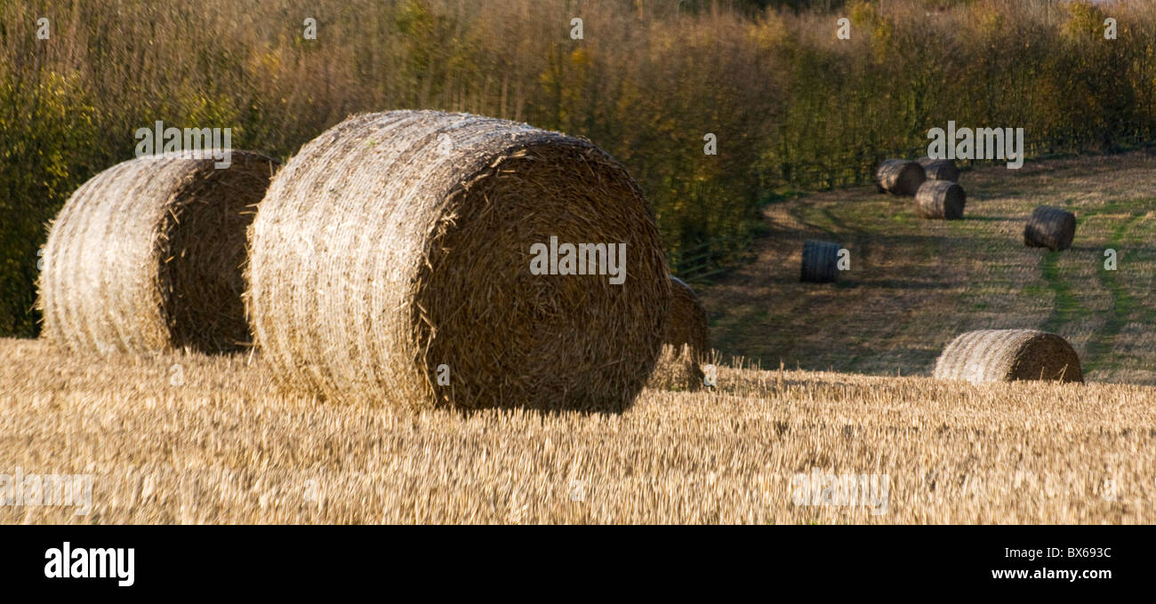 Field crop land landscape bales sileage silage farm hi-res stock ...