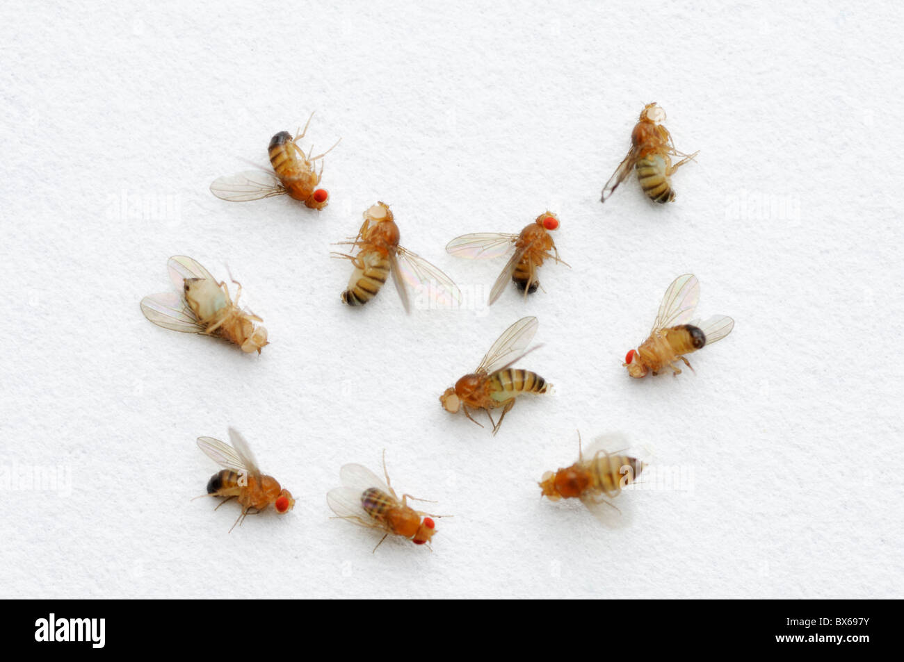 Drosophila melanogaster eye color variations - wild type red eyed flies ...