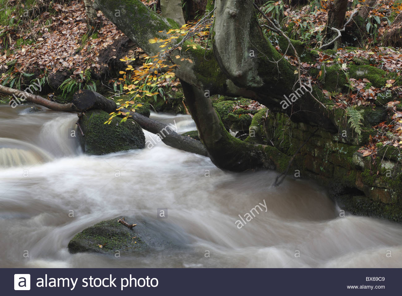 River Erosion Control Tree High Resolution Stock Photography and Images ...