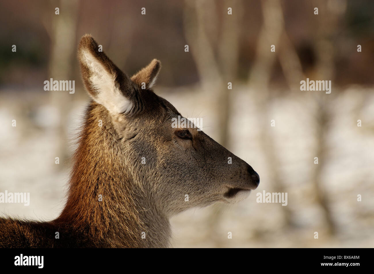 Kincraig Scotland High Resolution Stock Photography and Images - Alamy